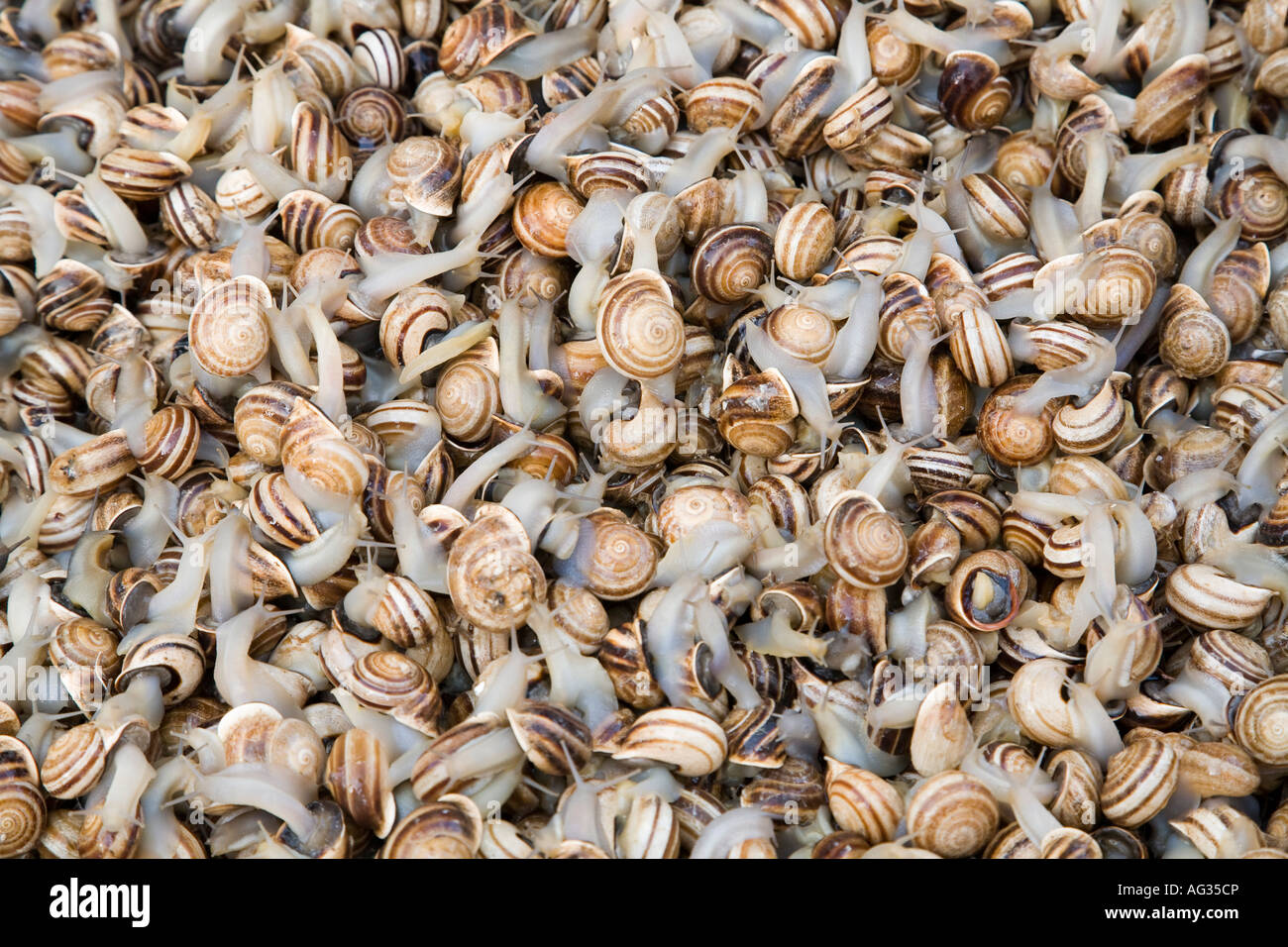 Snails for sale Spain Stock Photo - Alamy