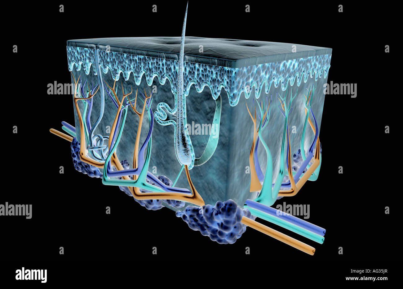 Layers of the skin Stock Photo - Alamy