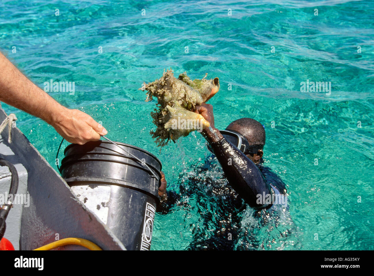 Bahamian diver with freshly caught conch in a fishing boat off the ...