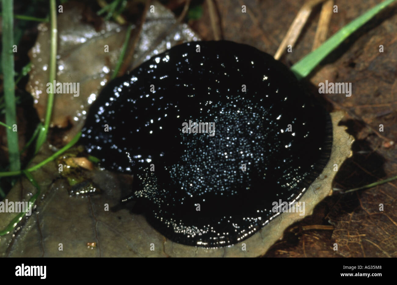 Arionidae hi-res stock photography and images - Alamy