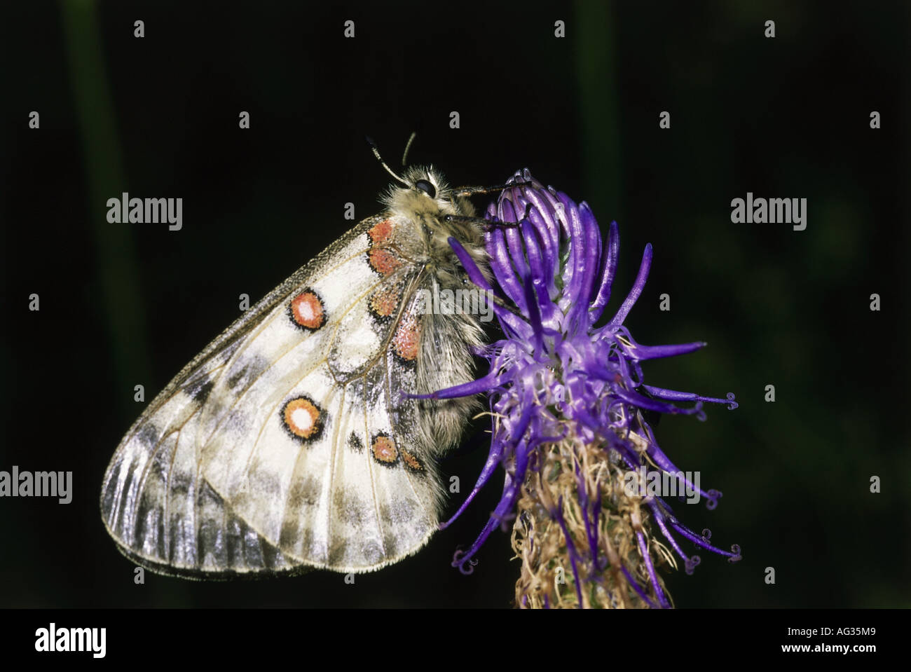 Apollo sitting hi-res stock photography and images - Alamy