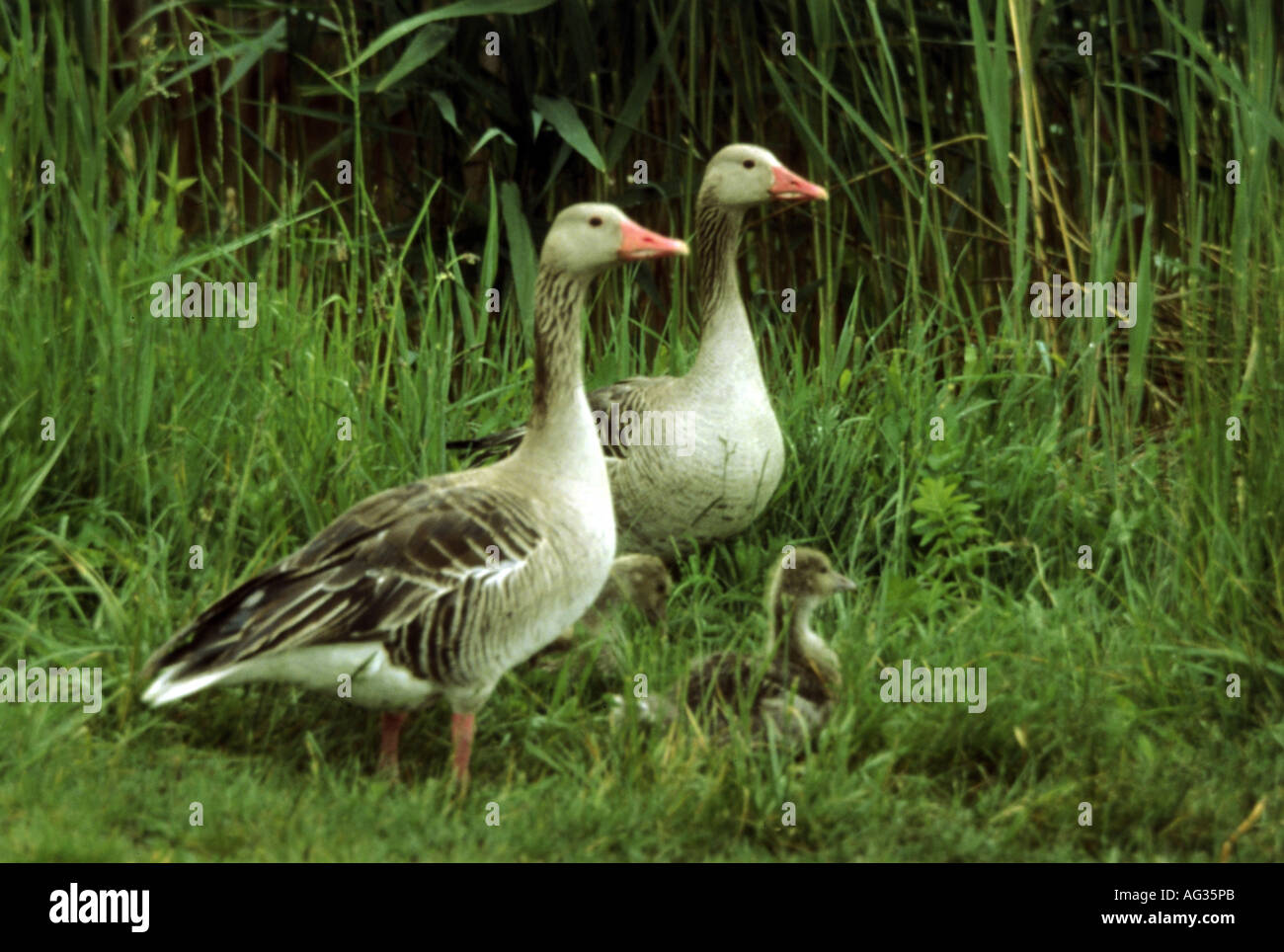 zoology / animals, avian / bird, Anatidae, Greylag Goose, (Anser anser ...