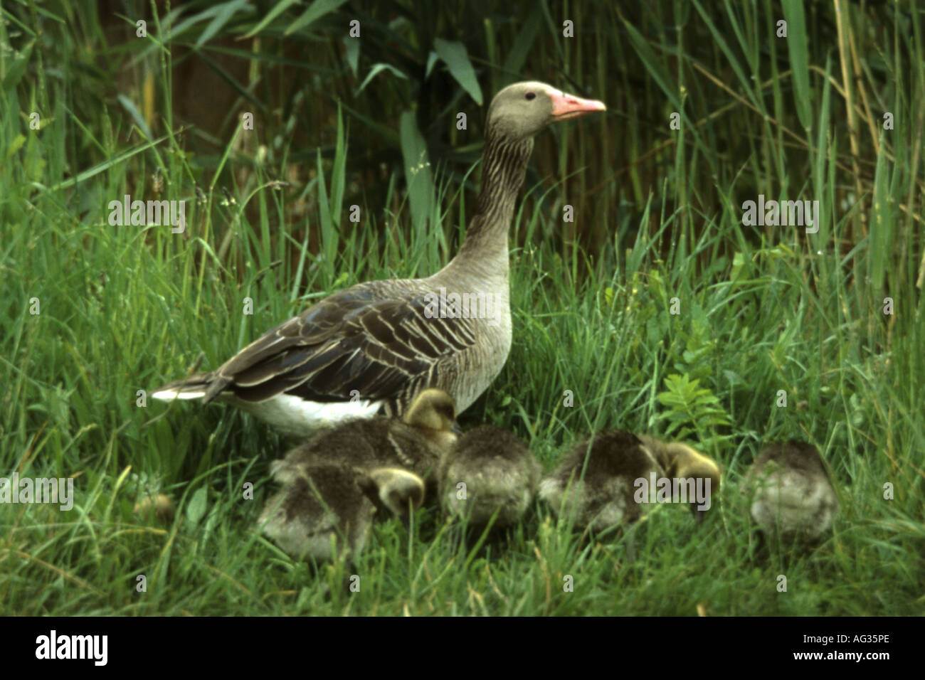 zoology / animals, avian / bird, Anatidae, Greylag Goose, (Anser anser ...