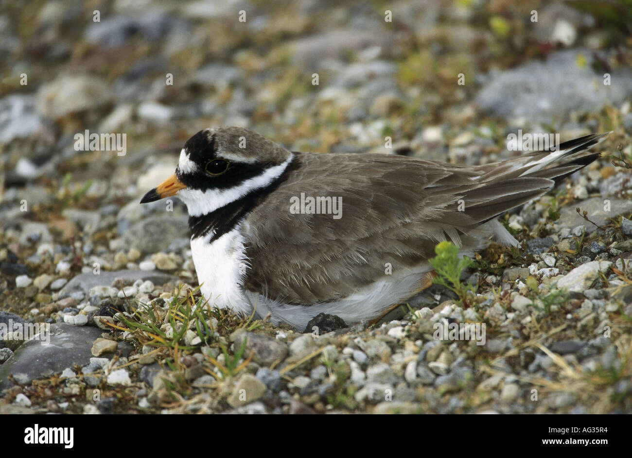Charadriidae hi-res stock photography and images - Alamy