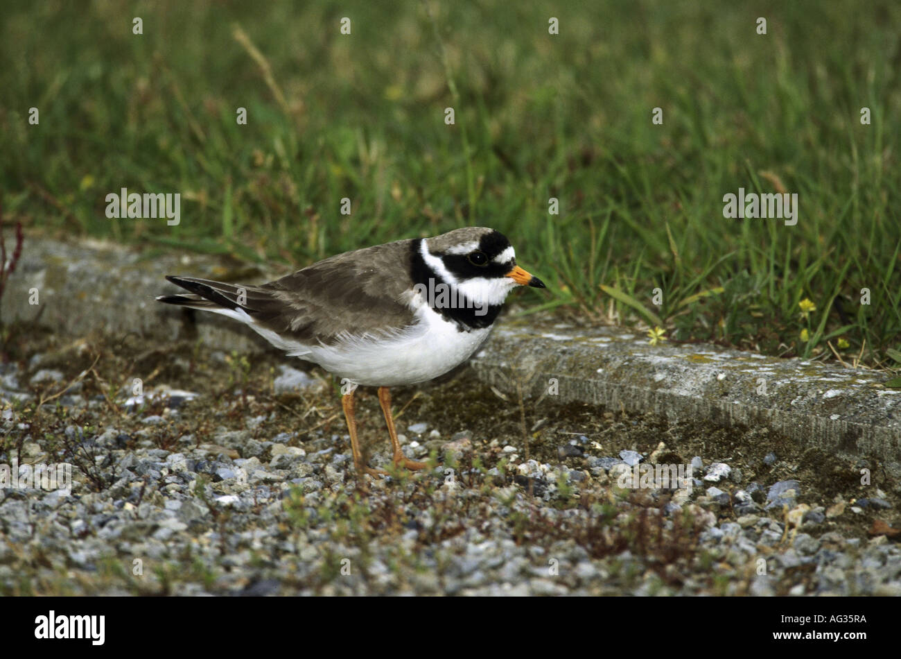 zoology / animals, avian / bird, Charadriidae, Ringed Plover ...