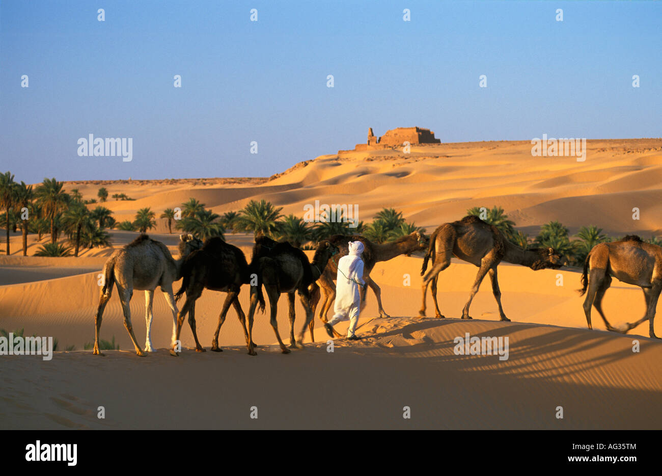 Algeria near Timimoun Bedouin walking with camels in Sahara desert with ...