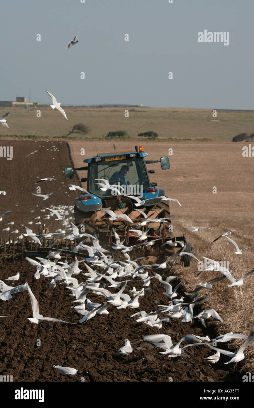 Tractor ploughing with gulls flying behind on the North Norfolk coast ...