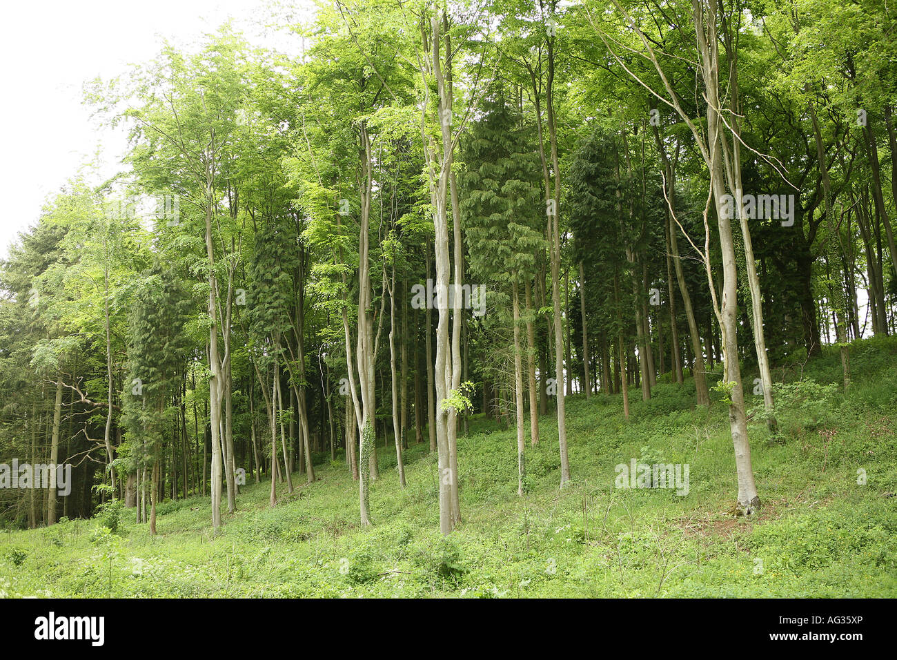 Trees On The Edge Of A Wood Cotswolds Oxfordshire Stock Photo - Alamy