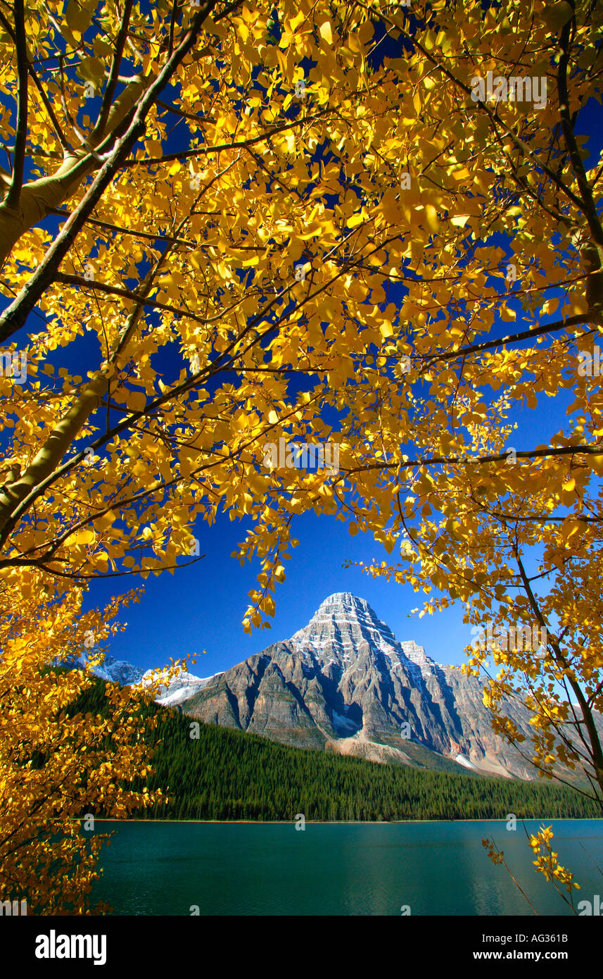 Autumn Colors with Mount Chephren at Waterfowl Lake Banff National Park ...