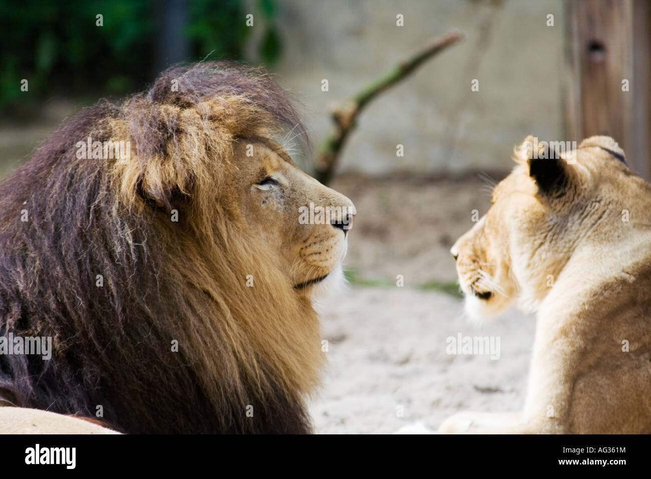 Male and female lion Stock Photo - Alamy