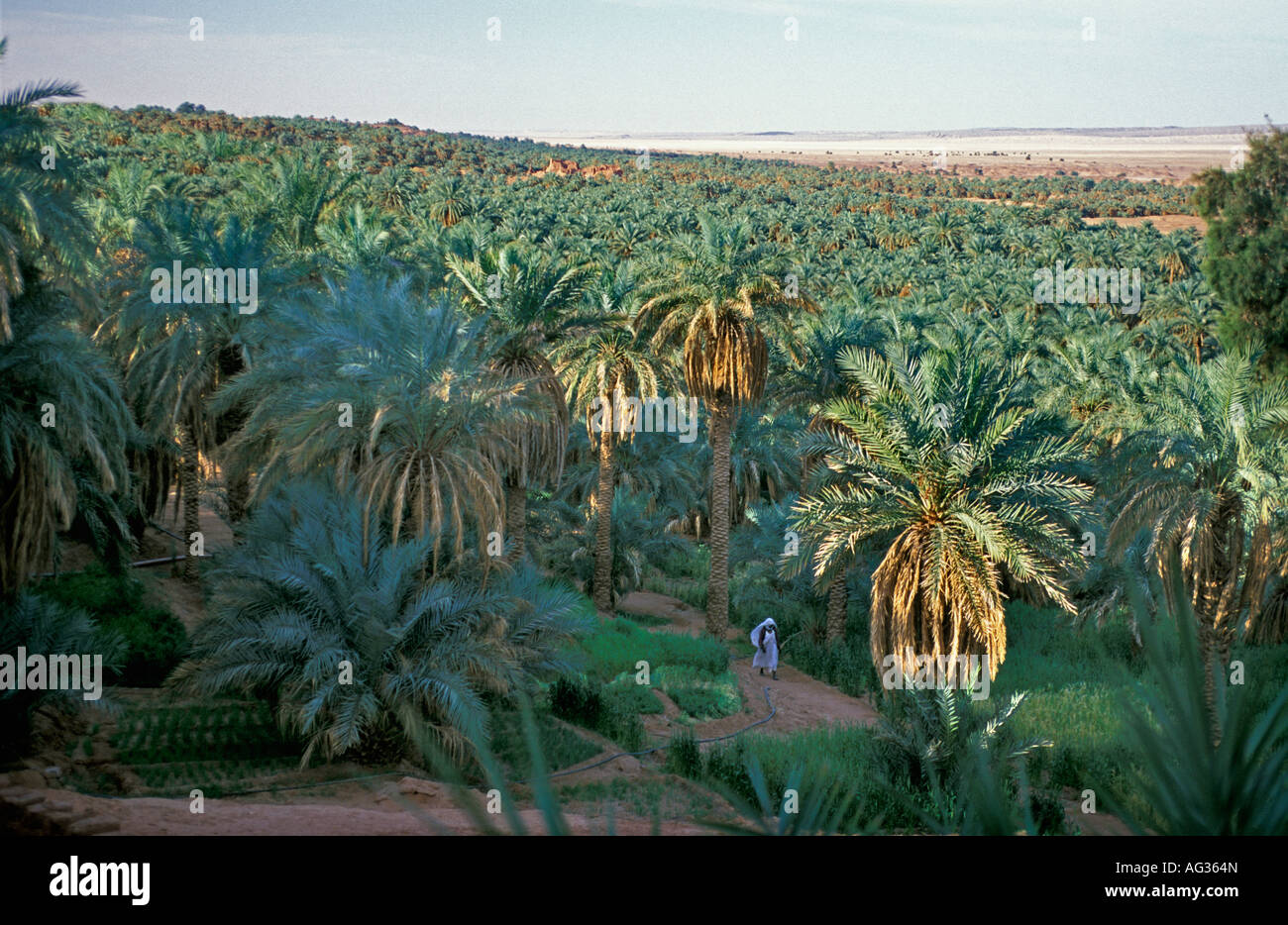 Algeria near Timimoun Palm trees in oasis in Sahara desert Stock Photo ...
