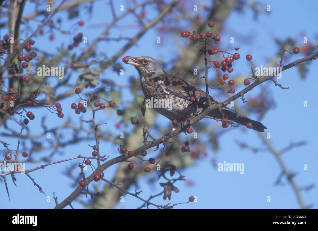 FIELDFARE Turdus pilaris Stock Photo - Alamy
