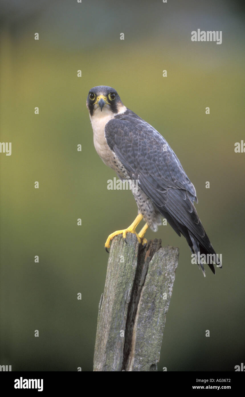 PEREGRINE Falco peregrinus Stock Photo - Alamy