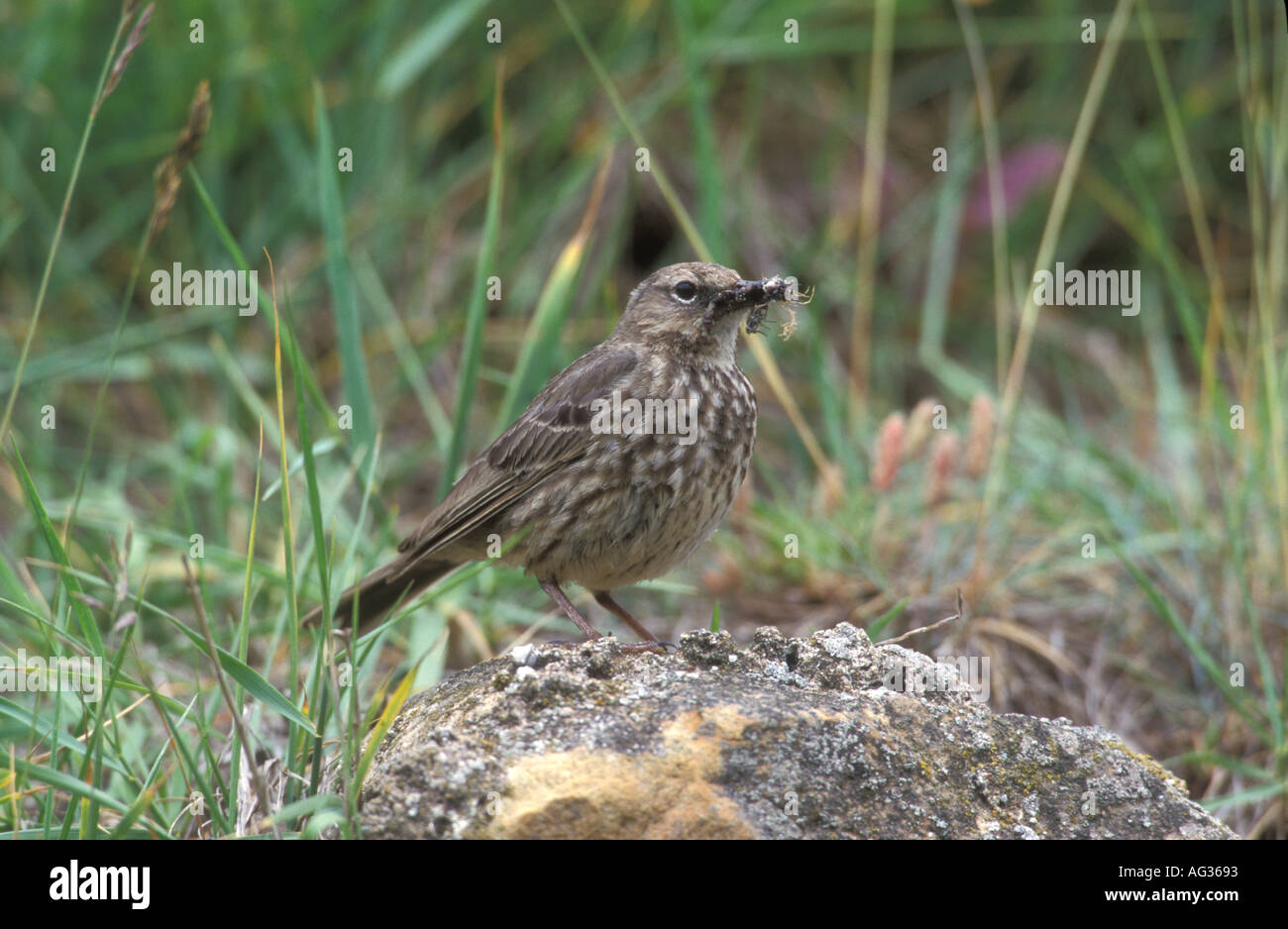 British rock pipit hi-res stock photography and images - Alamy