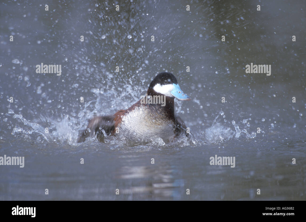 British ruddy duck hi-res stock photography and images - Alamy