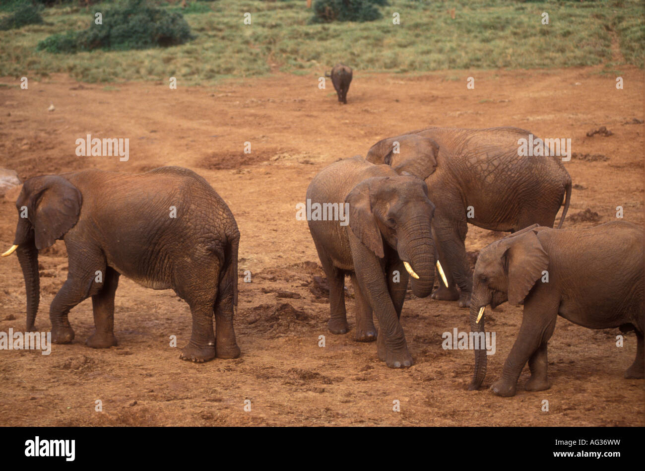 Elephant heard in Aberdare Mountain National Park, Kenya Stock Photo ...