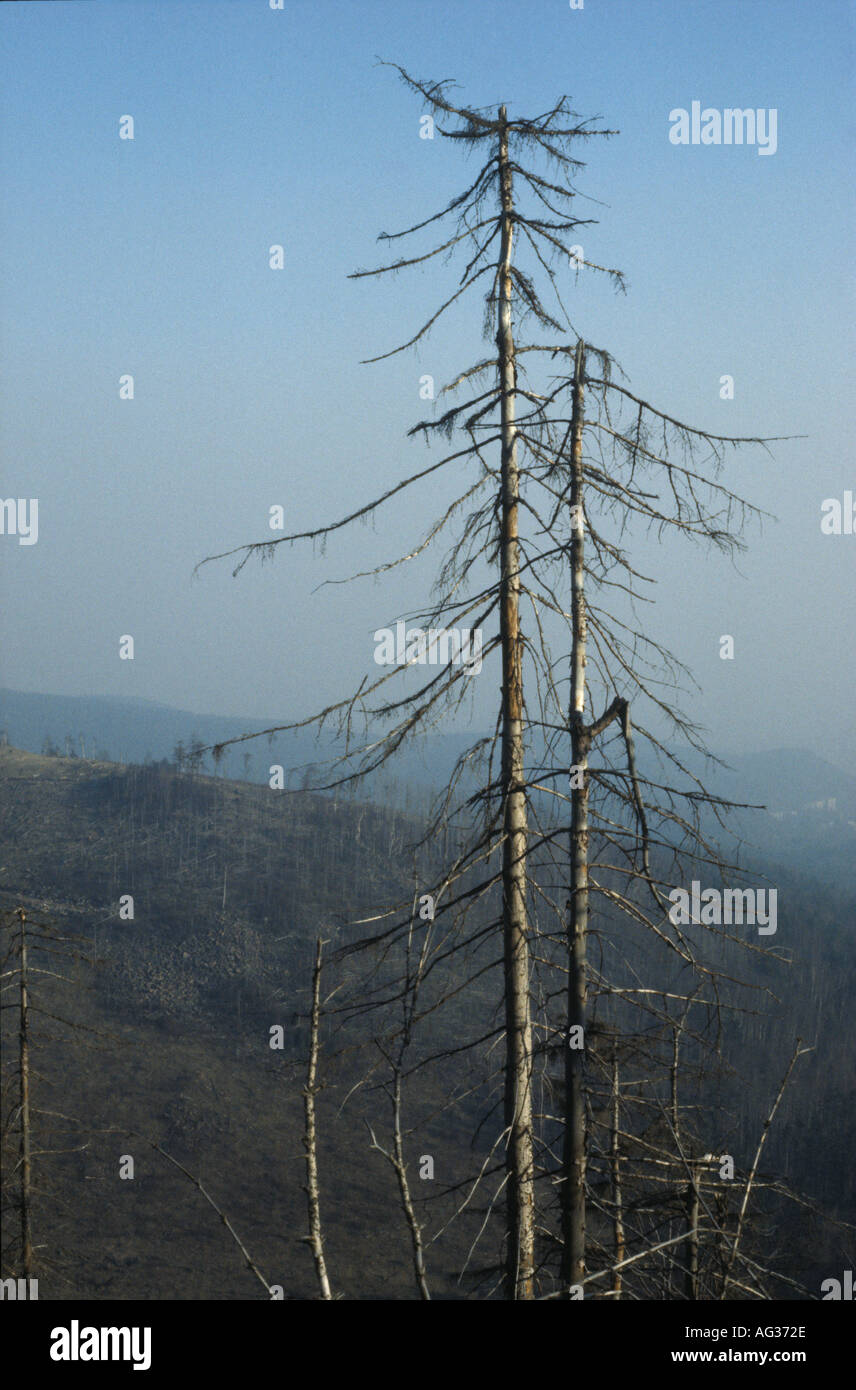 Acid rain damage hi-res stock photography and images - Alamy