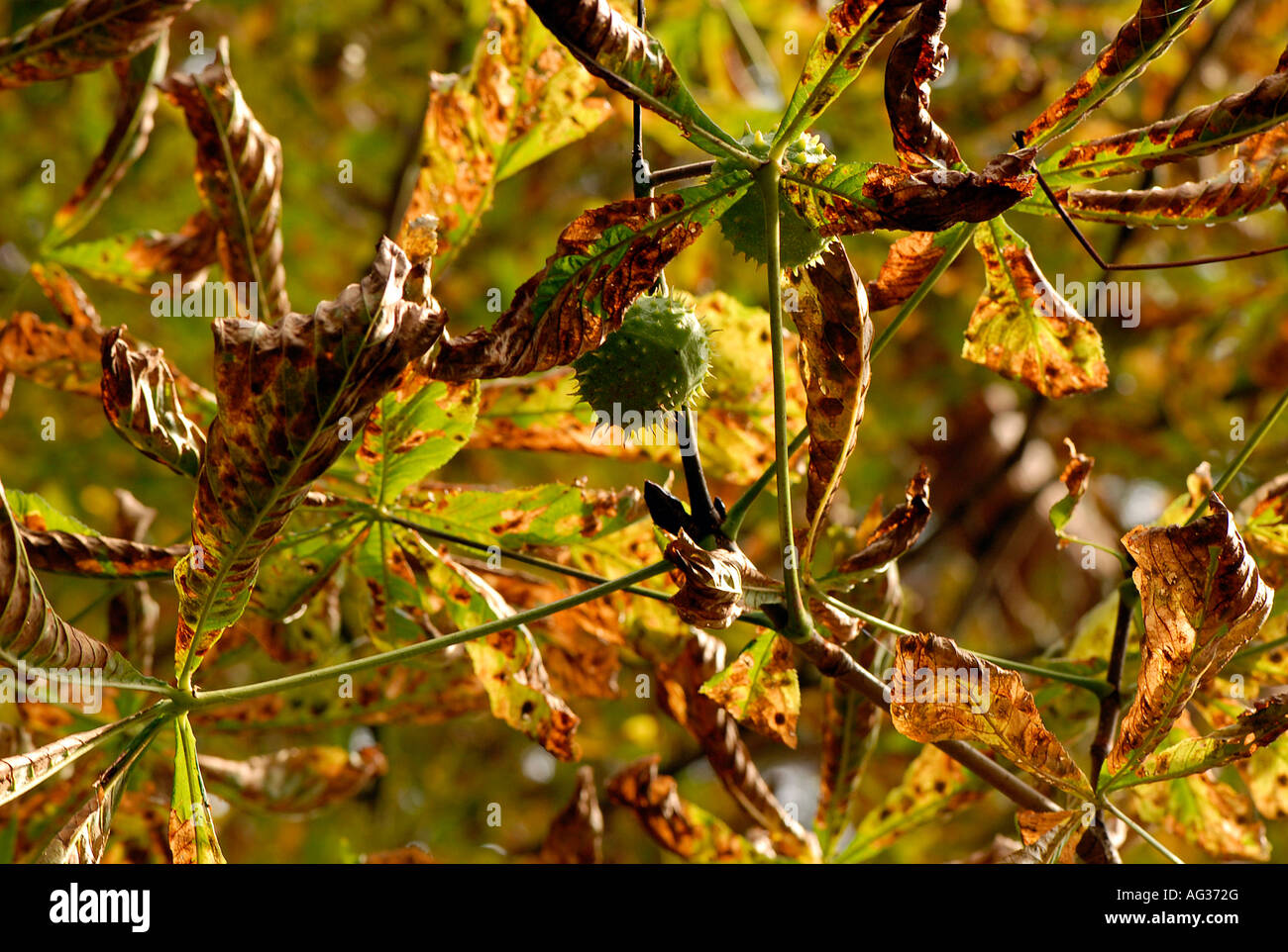 Horse Chestnut Leaves showing the damage caused by the leaf mining moth ...