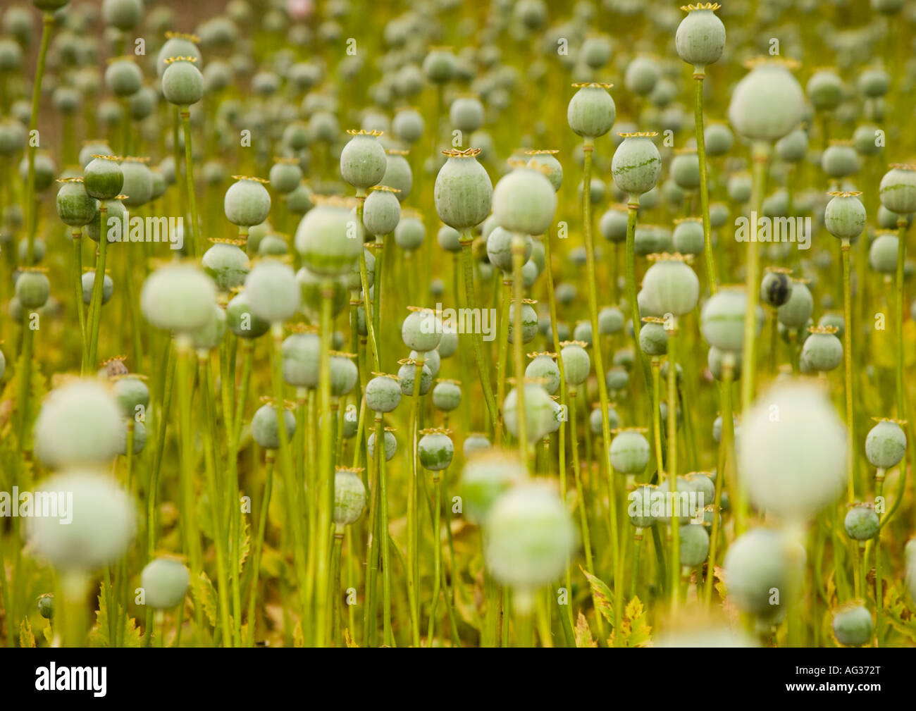 The Eden Project is a large-scale environmental complex in England. The ...