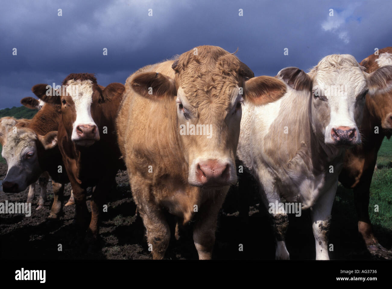 Cows in field in Devon Stock Photo - Alamy