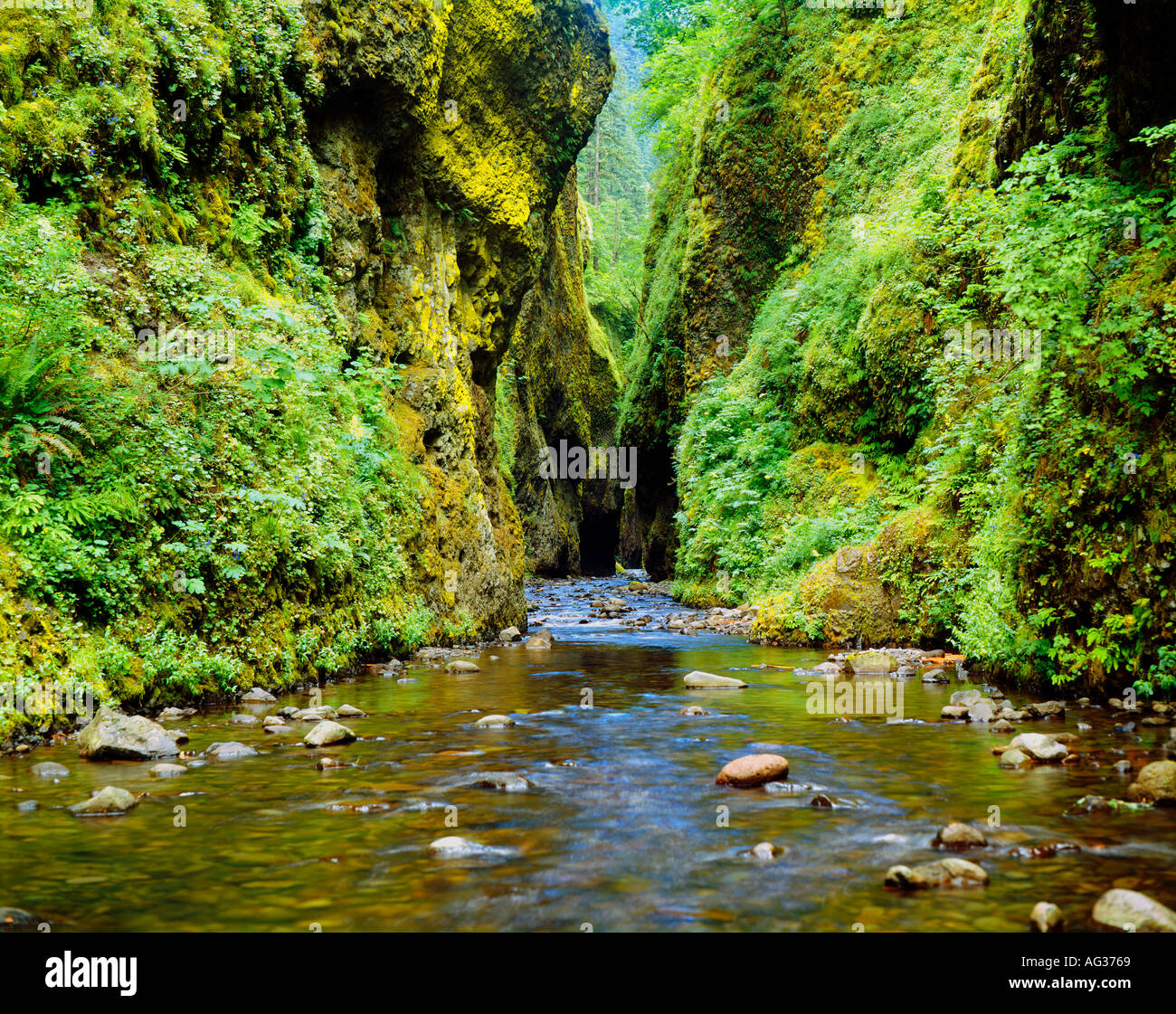 Oneonta Gorge along the Columbia River in Oregon USA Stock Photo - Alamy