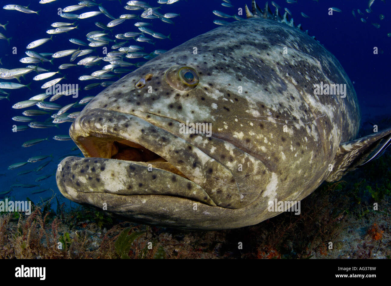 A Goliath Grouper (Epinephelus itajara) surrounded by Cigar Minnows ...
