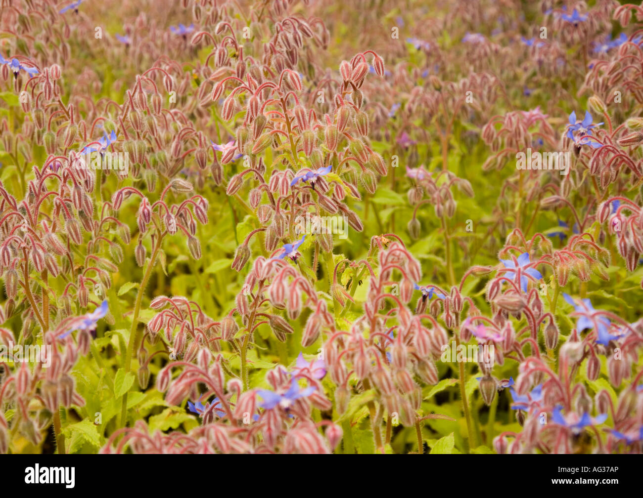 The Eden Project is a large-scale environmental complex in England. The ...