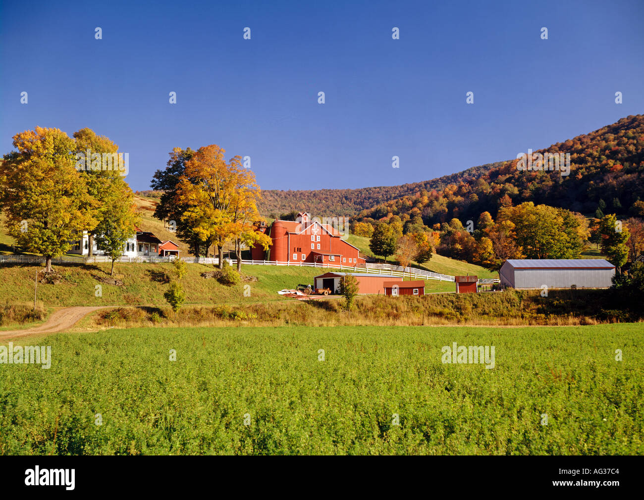 farm and barns near Barnard Vermont USA during fall foliage season ...