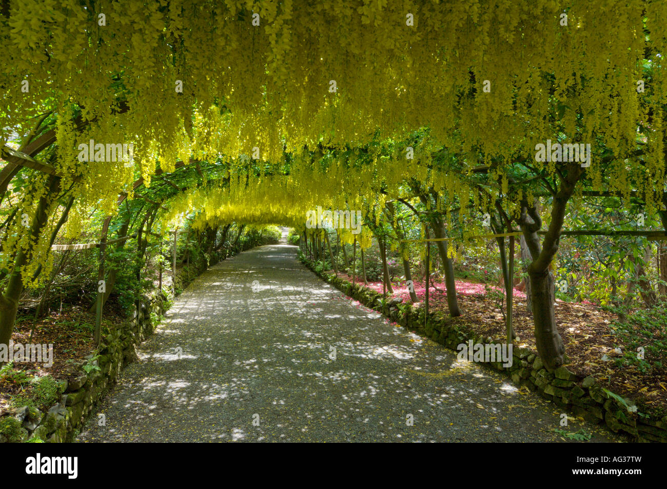 Laburnum arch hi-res stock photography and images - Alamy