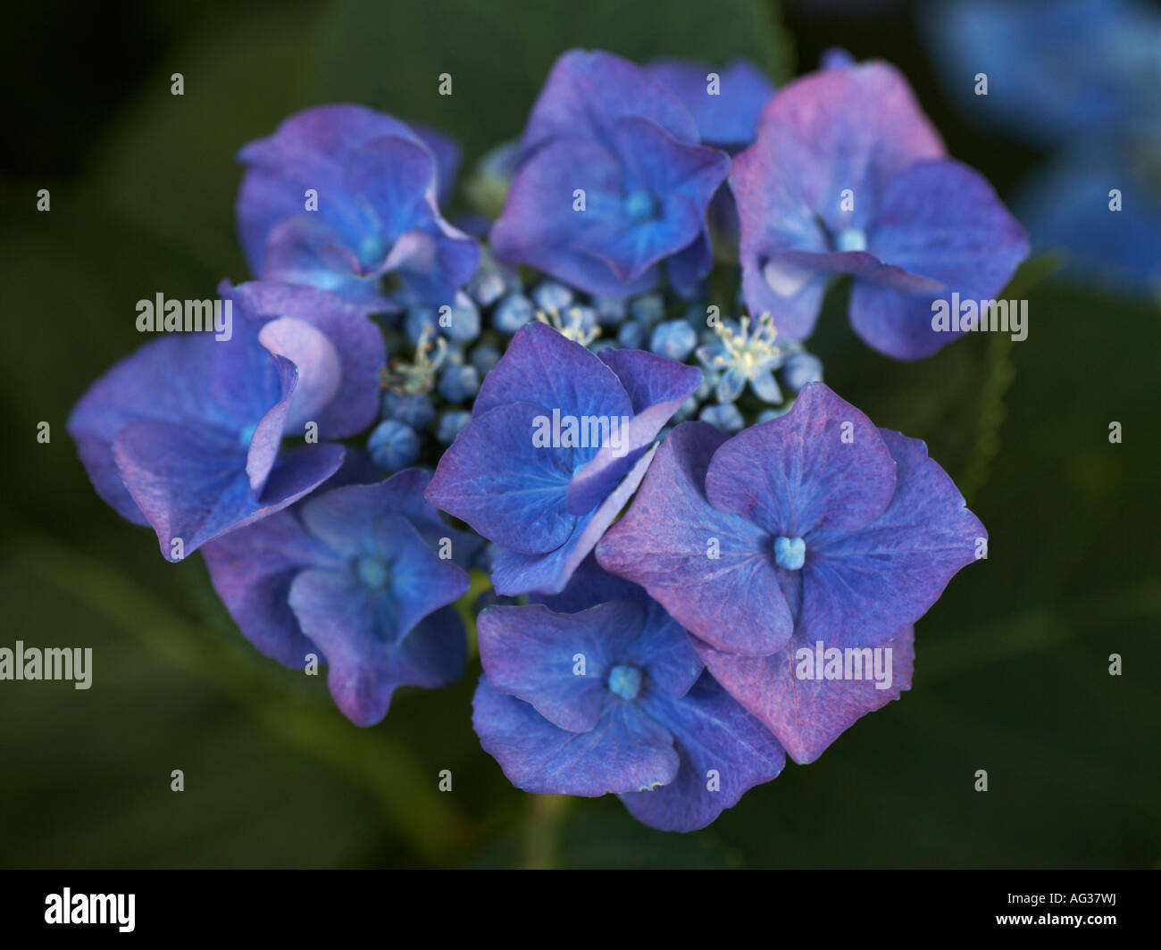 Blue hydrangea macrophylla blossom hi-res stock photography and images ...