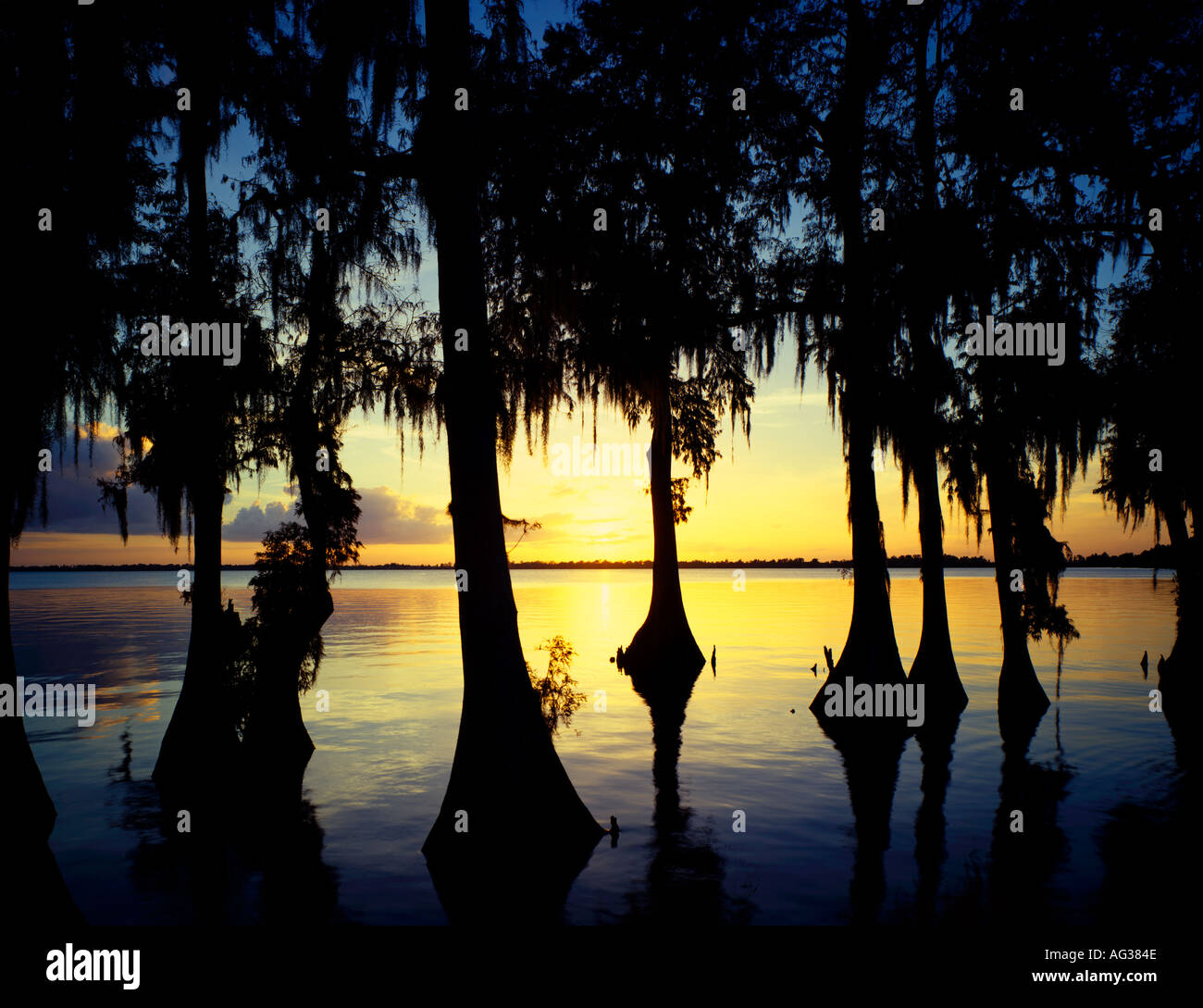 Cypress trees at sunset on a Florida lake Stock Photo - Alamy