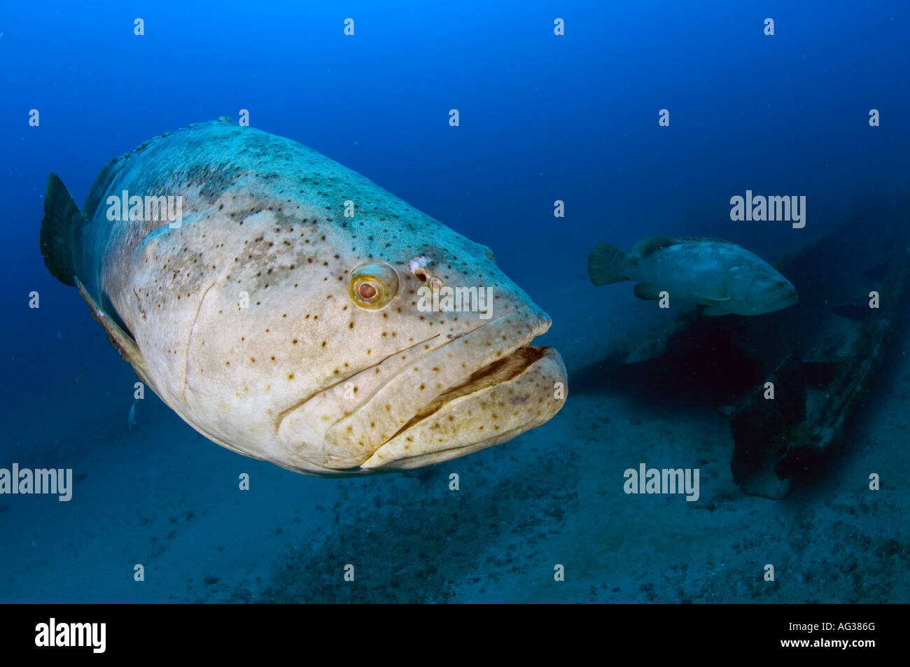 Goliath Grouper Spawning Aggregation High Resolution Stock Photography ...