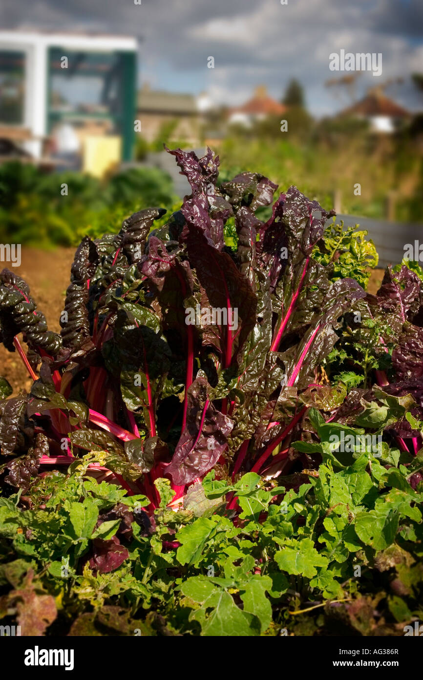 Close up shot of red chard growing on an allotment in England Stock ...