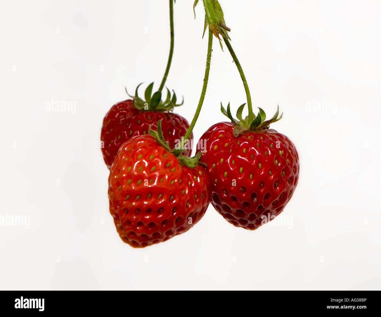 Three strawberries with stalks attached shot against a white background ...