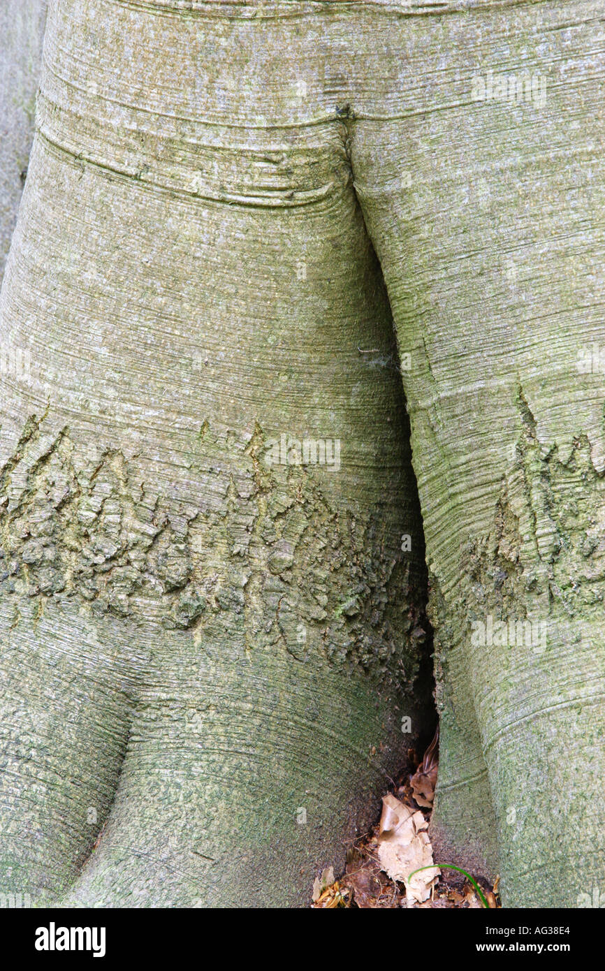 Beech tree roots Stock Photo - Alamy