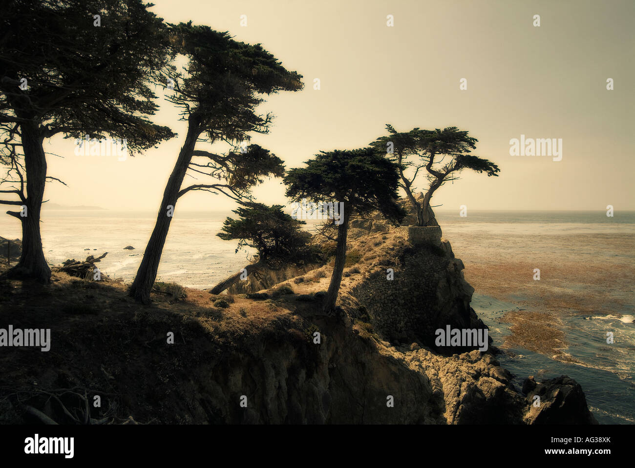 The Lone Cypress Tree. 17-Mile Drive. Monterey Bay. California. USA ...
