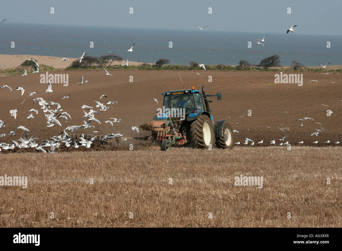 Gulls behind a ploughing tractor Stock Photo - Alamy