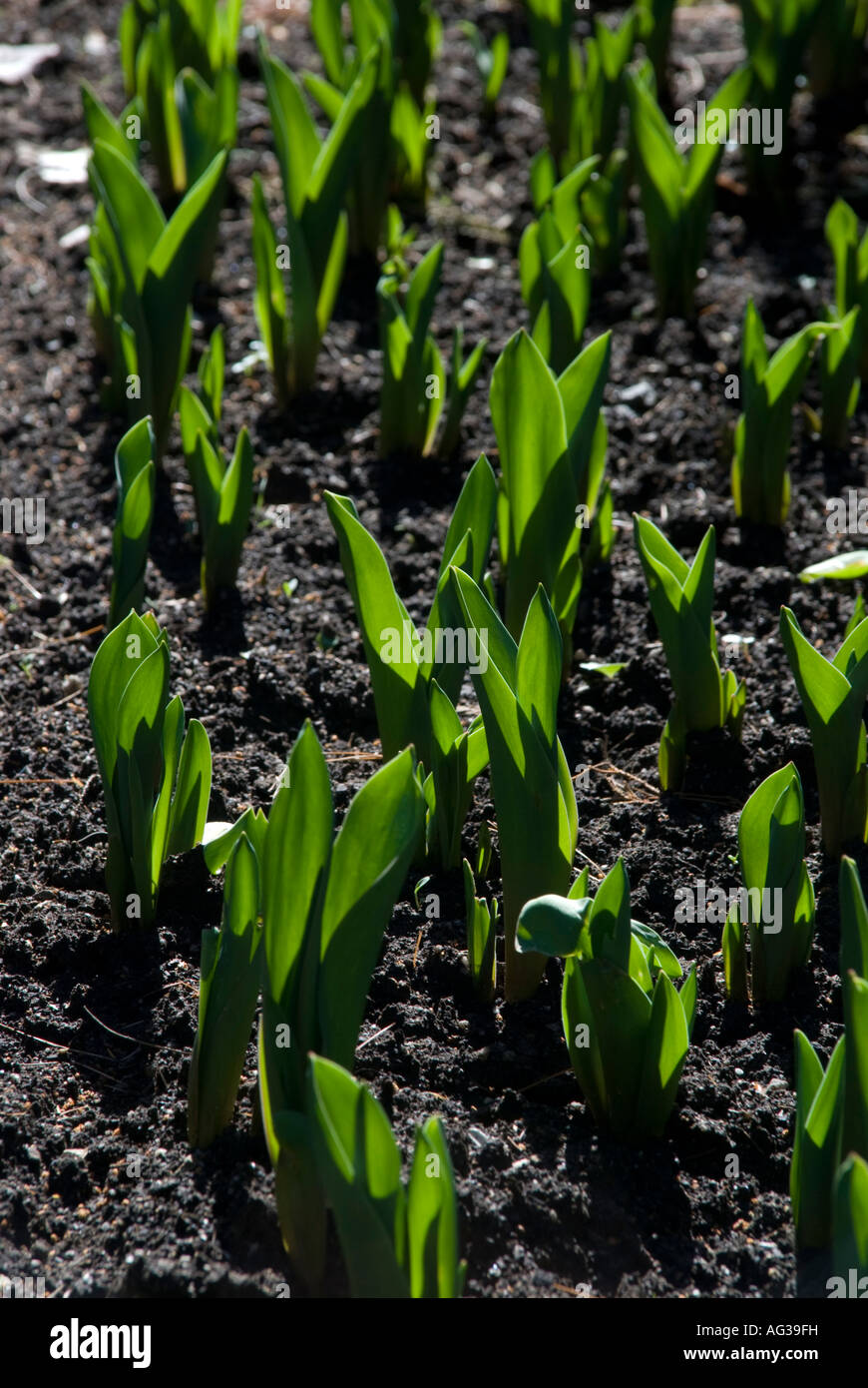 Young tulips pushing through the soil in spring Stock Photo - Alamy