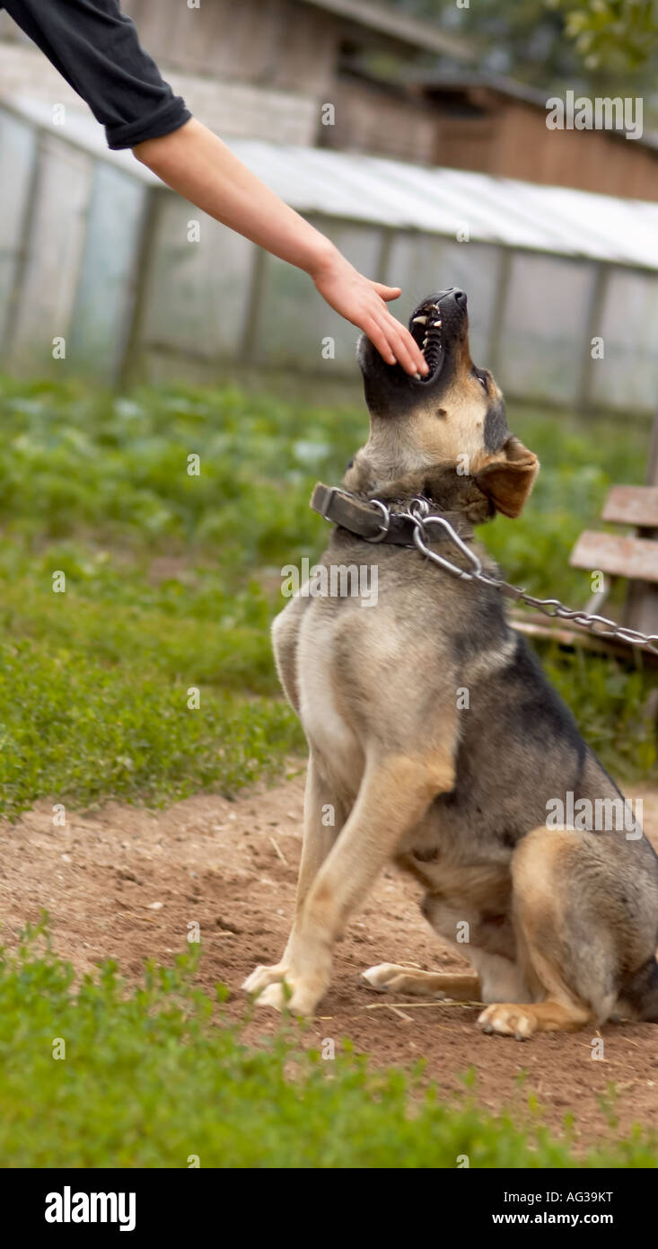 Dog bitting hand Stock Photo - Alamy