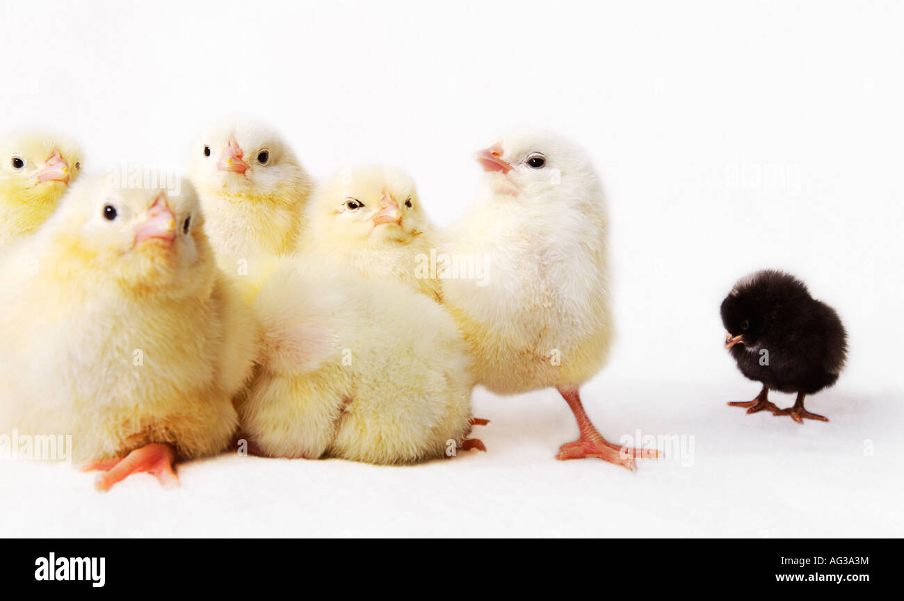 Baby animals difference hi-res stock photography and images - Alamy