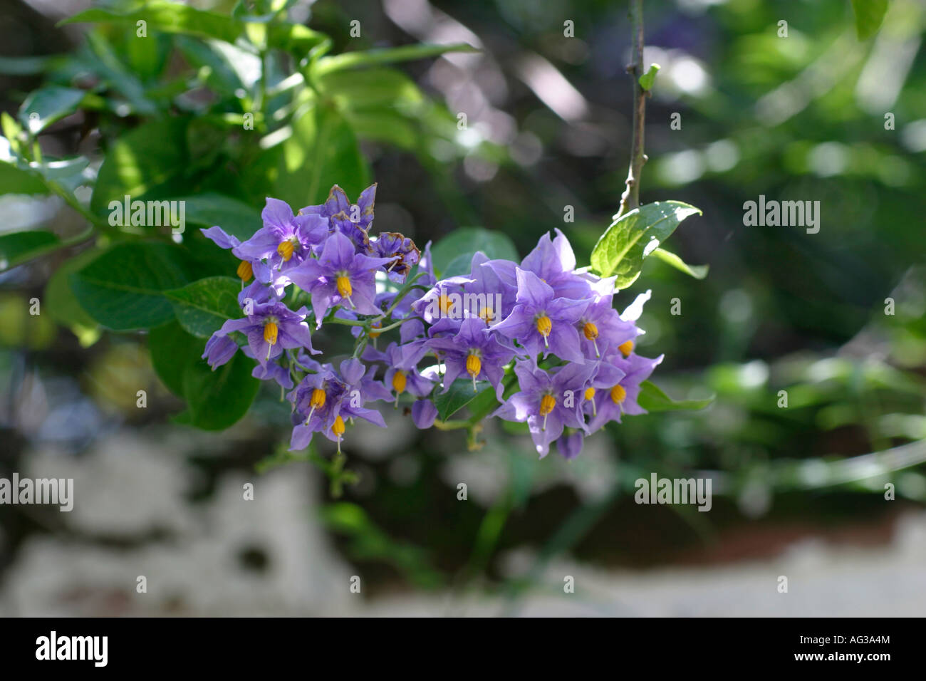 purple nightshade Solanum xanti Stock Photo - Alamy