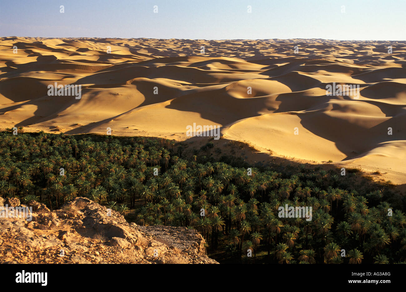 Algeria Taghit Palm trees in oasis and sand dunes Stock Photo - Alamy