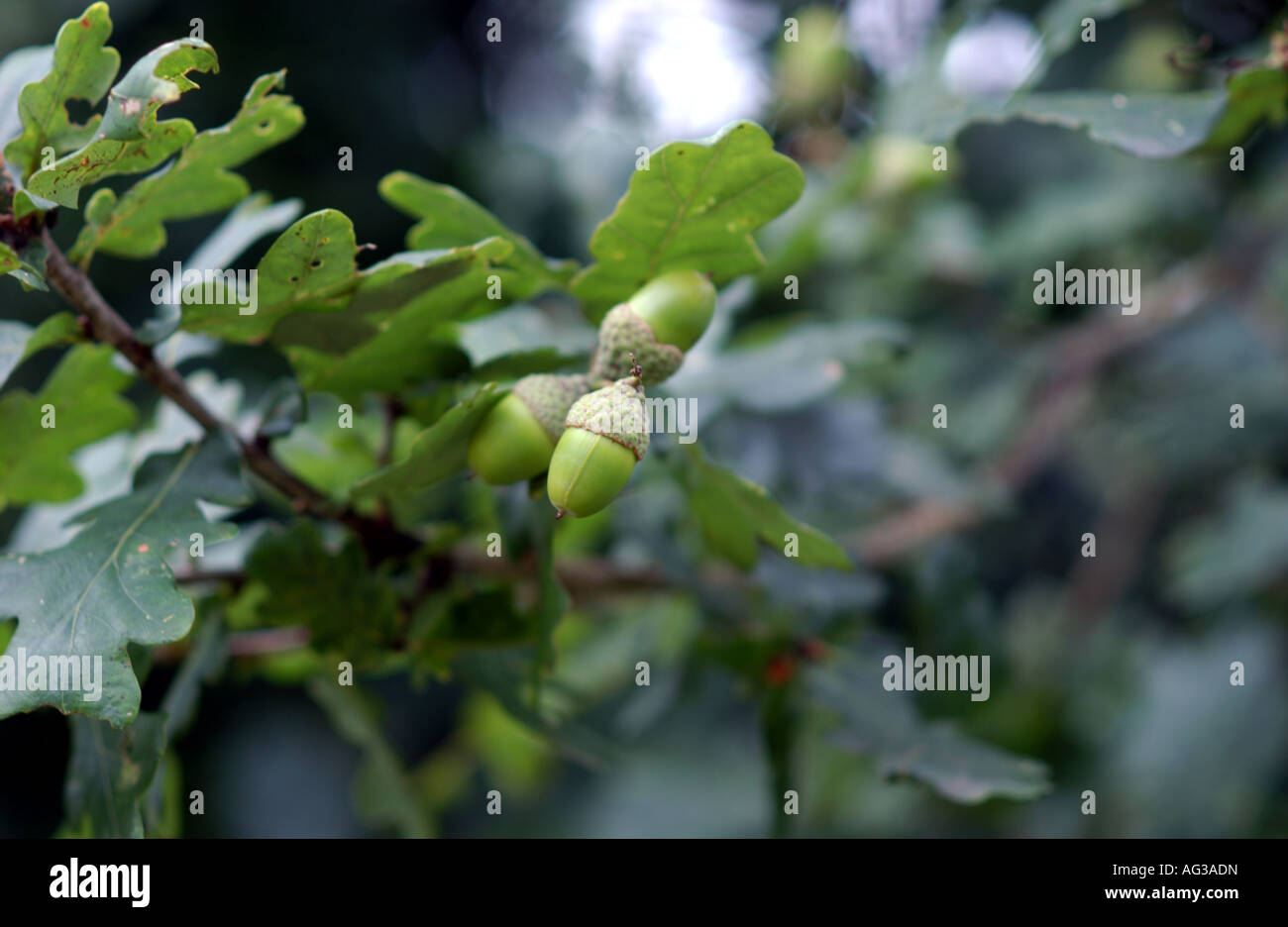Acorns on an oak tree UK Stock Photo - Alamy
