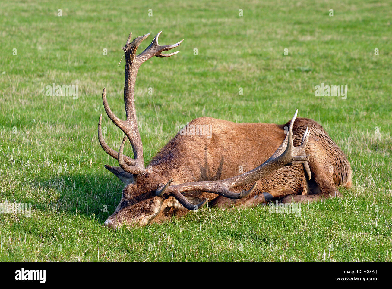 A red deer stag resting after the annual rutting season Stock Photo - Alamy