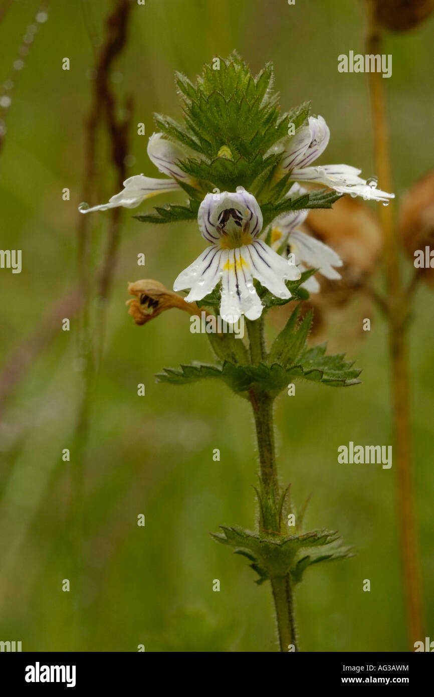 Common Eyebright, Euphrasia officinalis Stock Photo - Alamy