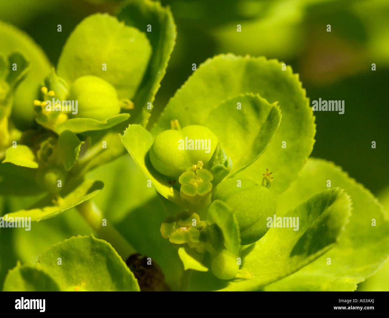 Sun Spurge, euphorbia helioscopia Stock Photo - Alamy