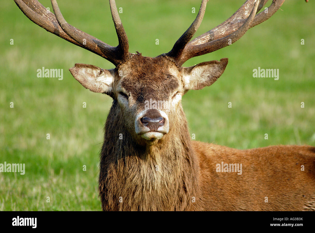 A red deer stag resting after the annual rutting season Stock Photo - Alamy