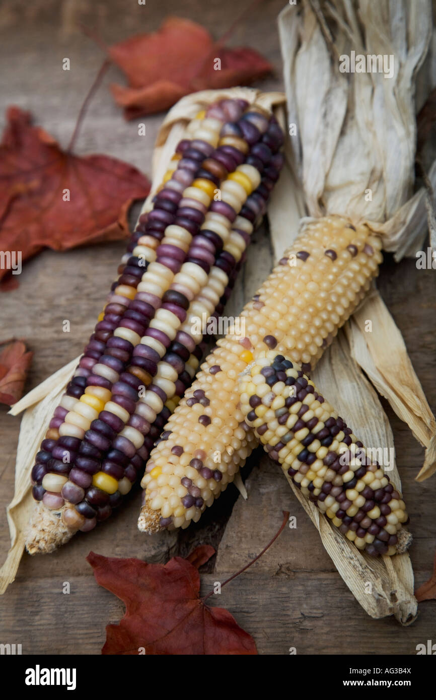 Indian colored corn hi-res stock photography and images - Alamy