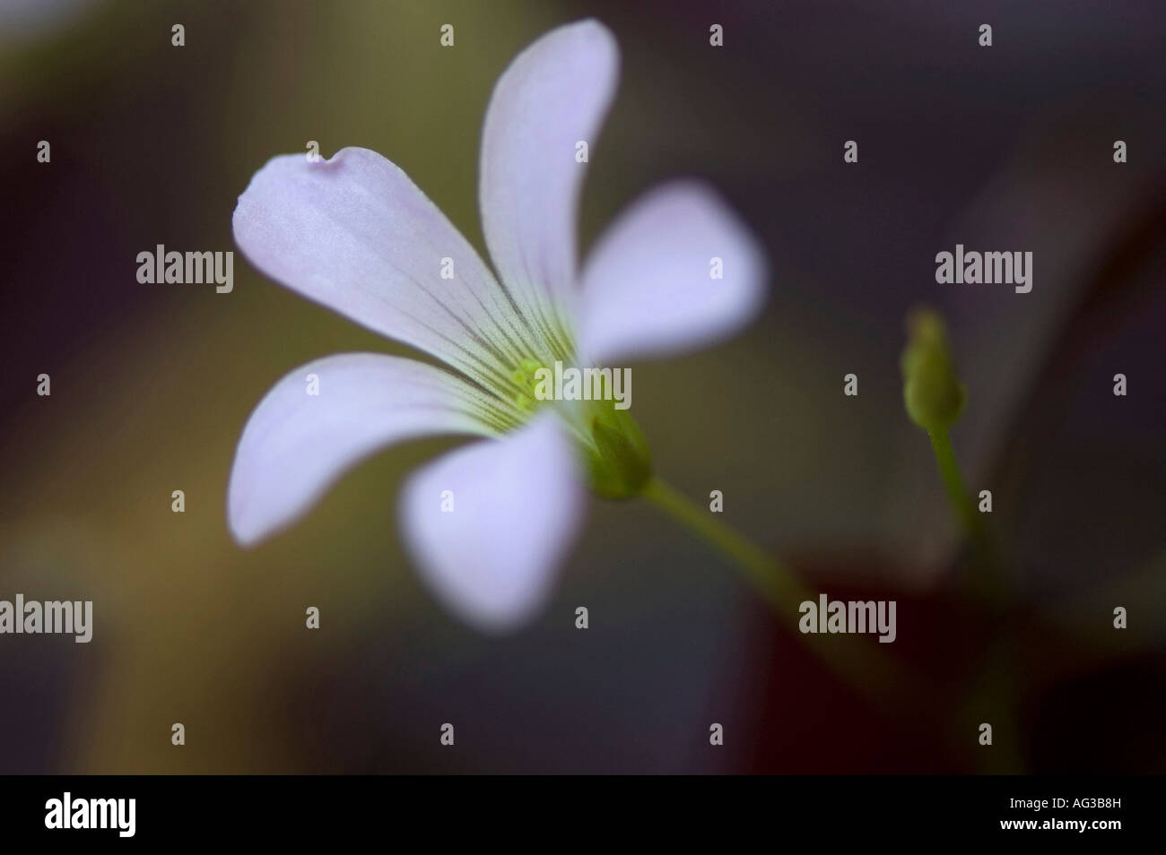 One White Garden Flower Stock Photo - Alamy