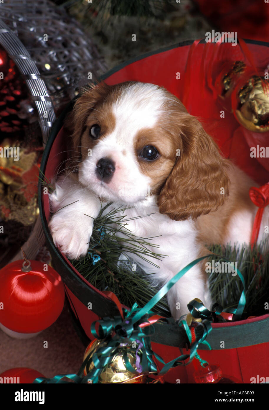 An eight week old Blenheim Cavalier King Charles Spaniel puppy ...